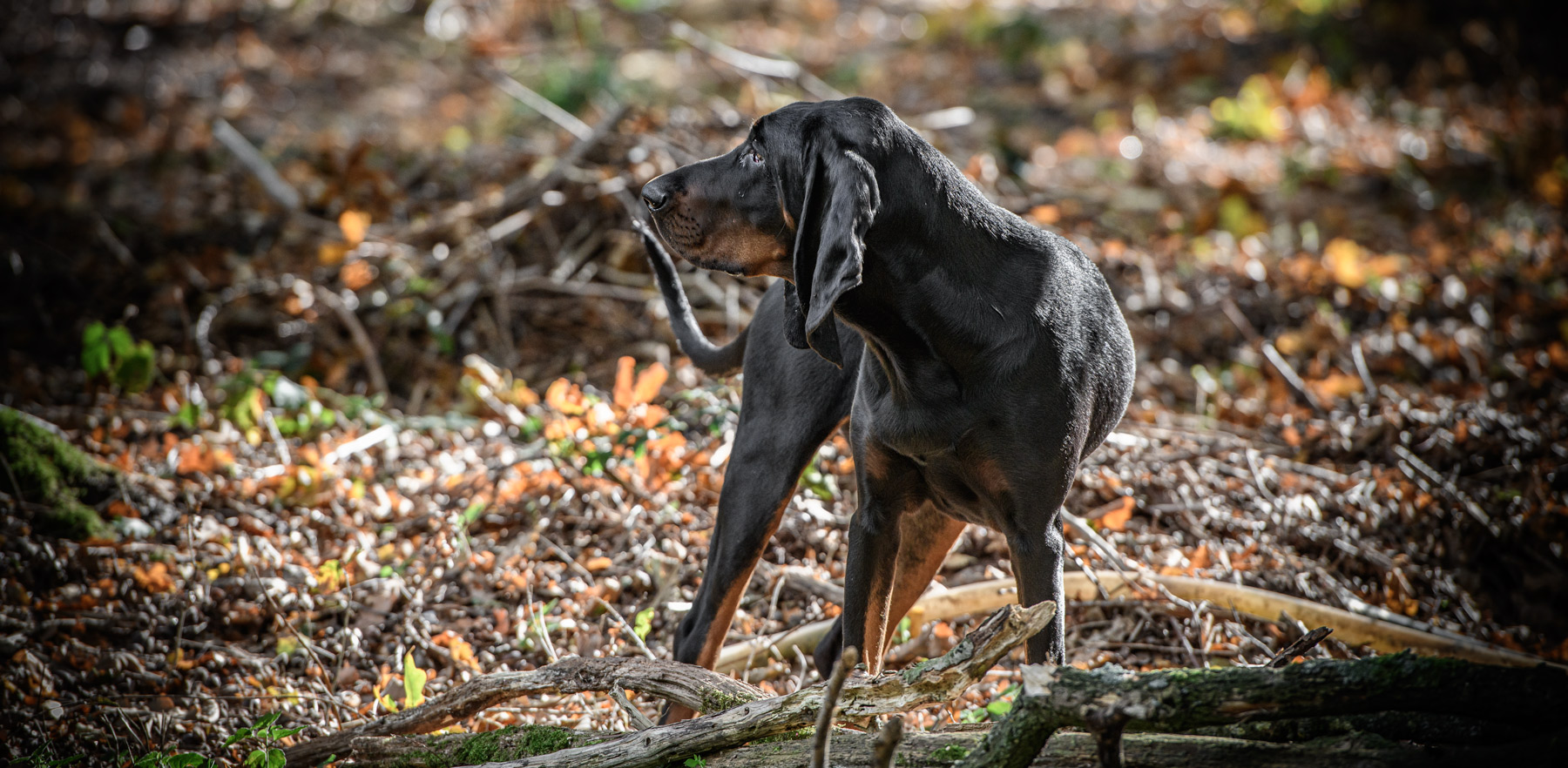 DIE RASSE - Cunninghams Black and Tan Coonhounds